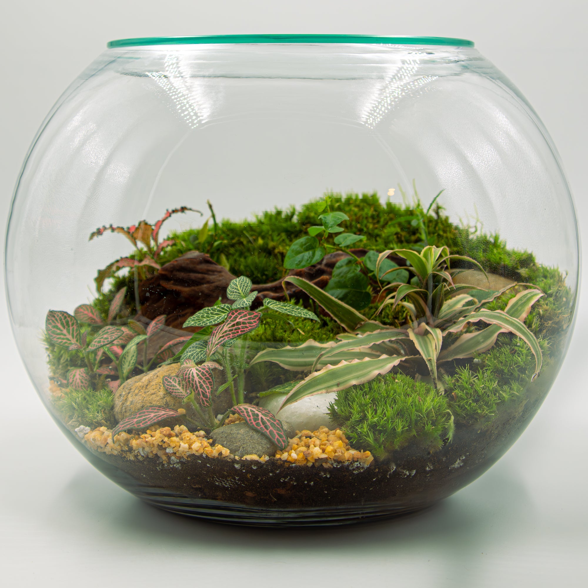BEST SELLERS – TERRASCAPE I Online Terrarium Shop in DUBAI